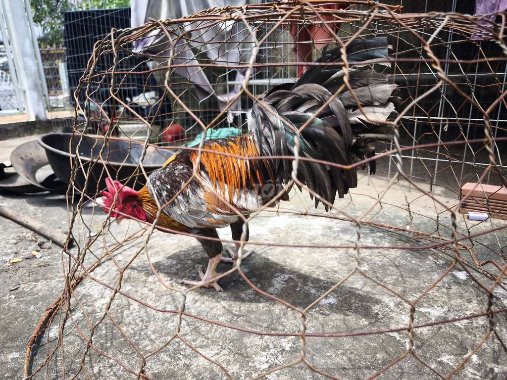 Xám chân trắng 2kg6 - 127803574