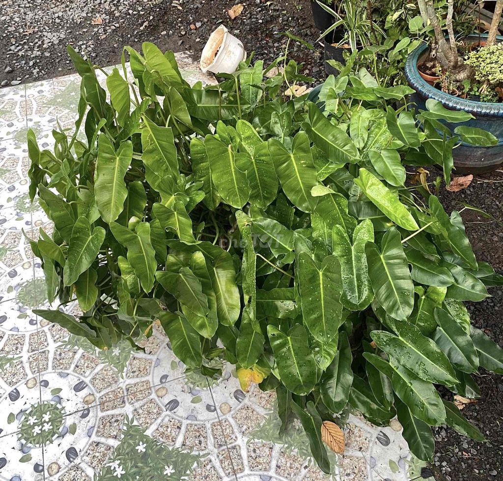 Cây cảnh Trầu bà tỷ phú thanh lý - 129379699