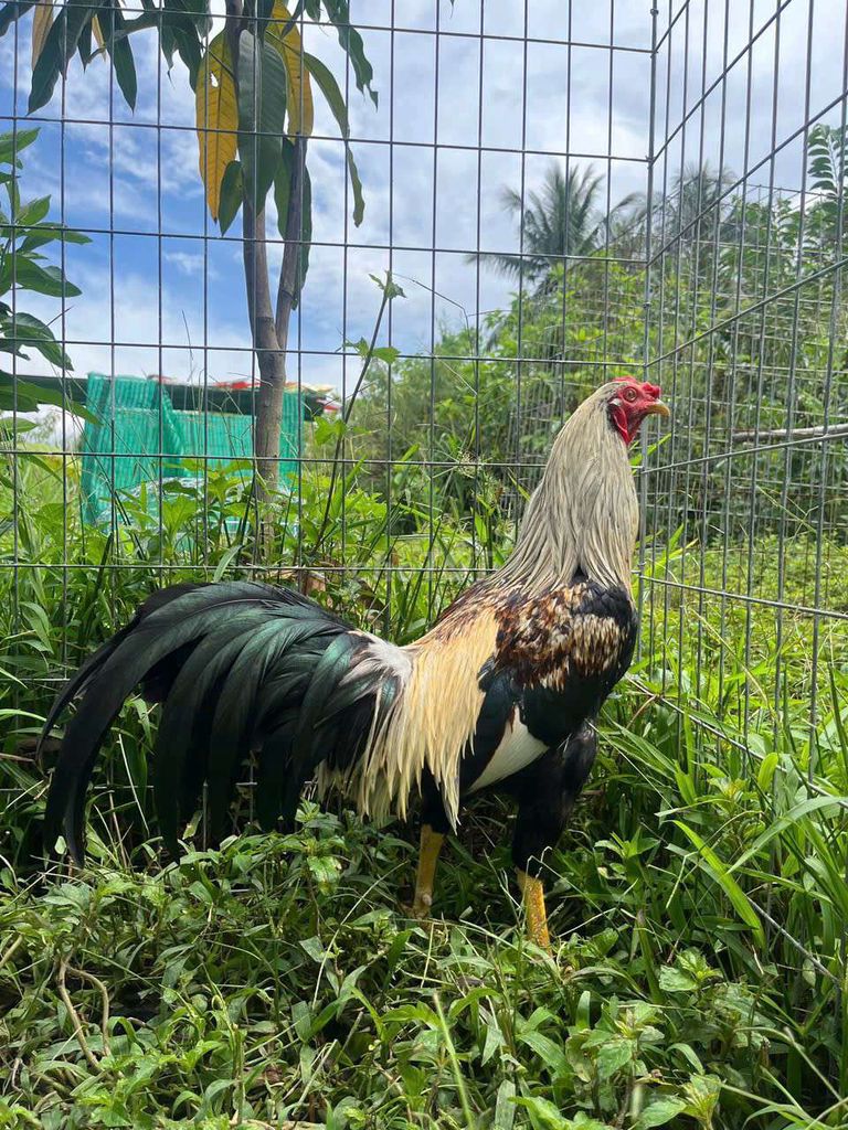 Chuối 2kg6 - 128812197