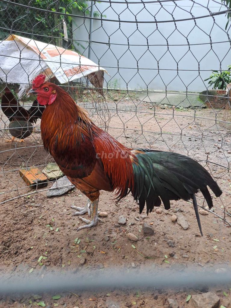 3kg2 peru mỹ - 128785352