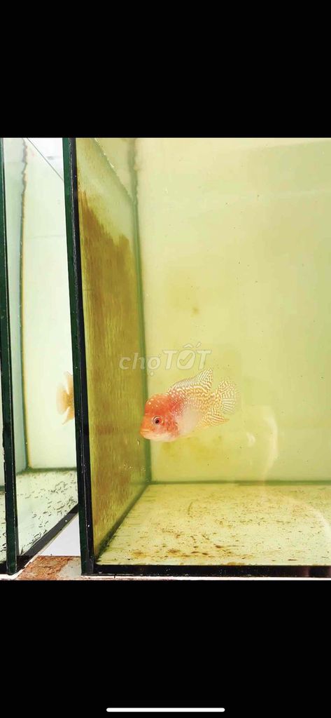 la hán GB - 128268662