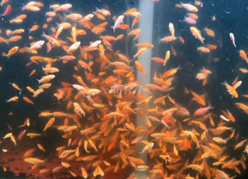 Cá chép phi tần bột, gen loang hoa hồng - 130457134