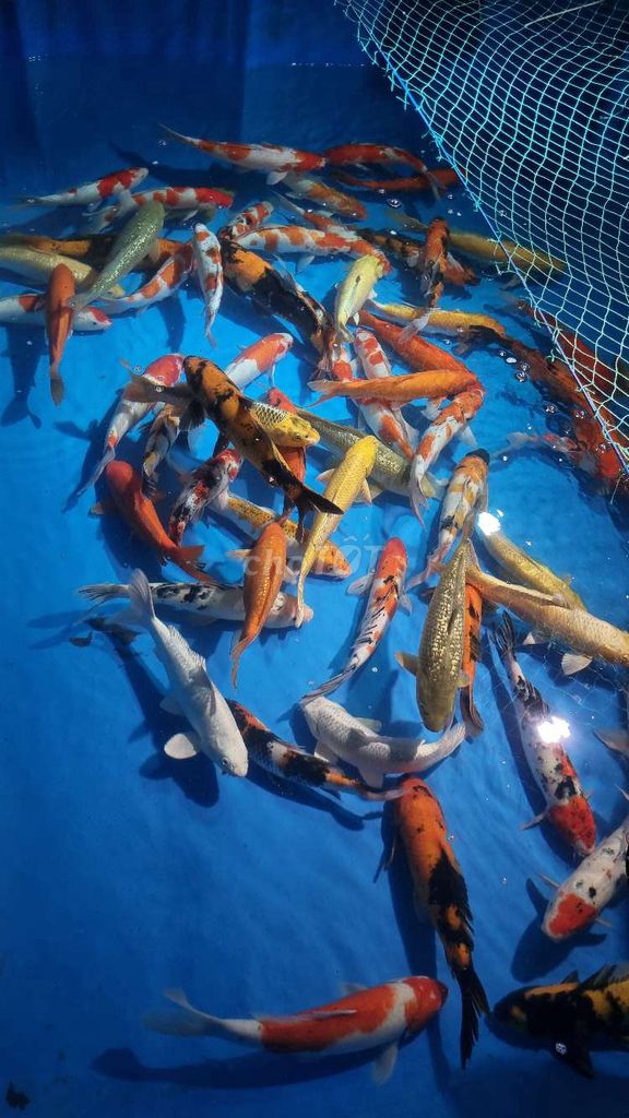 CÁ KOI F1 NHẬT CÂN KG - 124567138