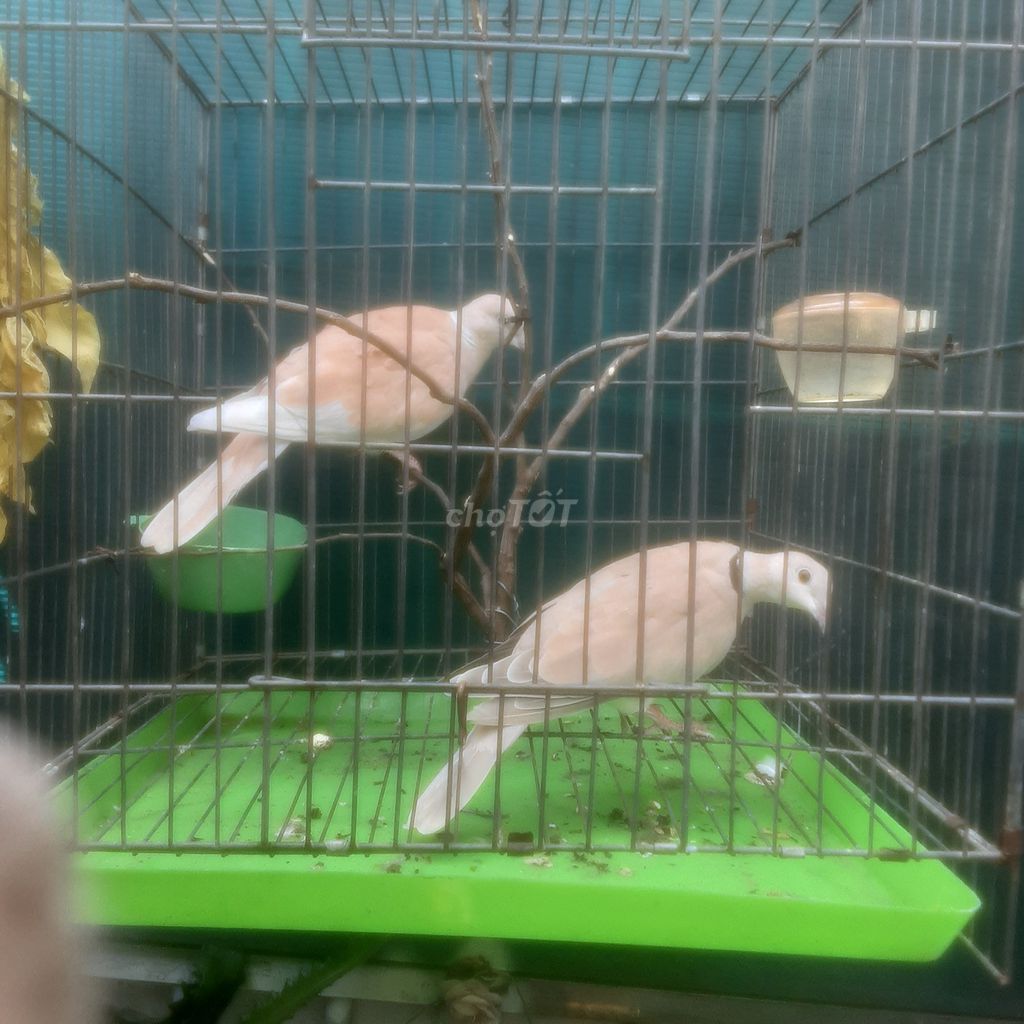 Chim cu gáy Pháp Trắng kem Cặp - 130040062