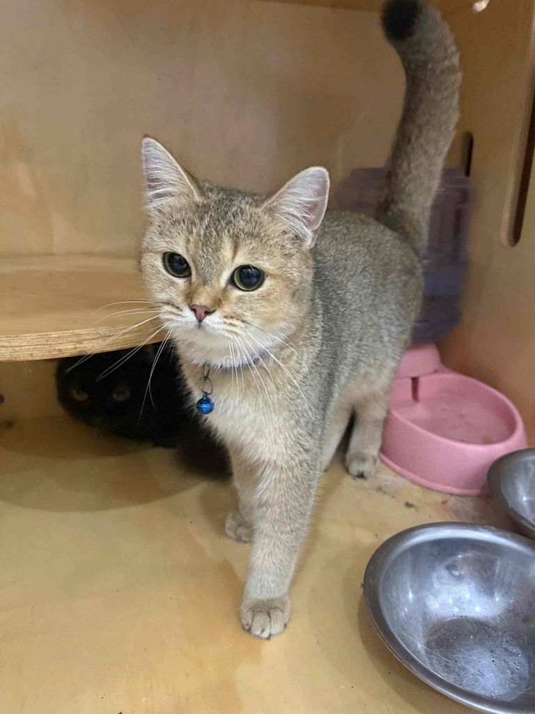 Mèo Anh lông ngắn Golden Cái đã tiêm - 130492430