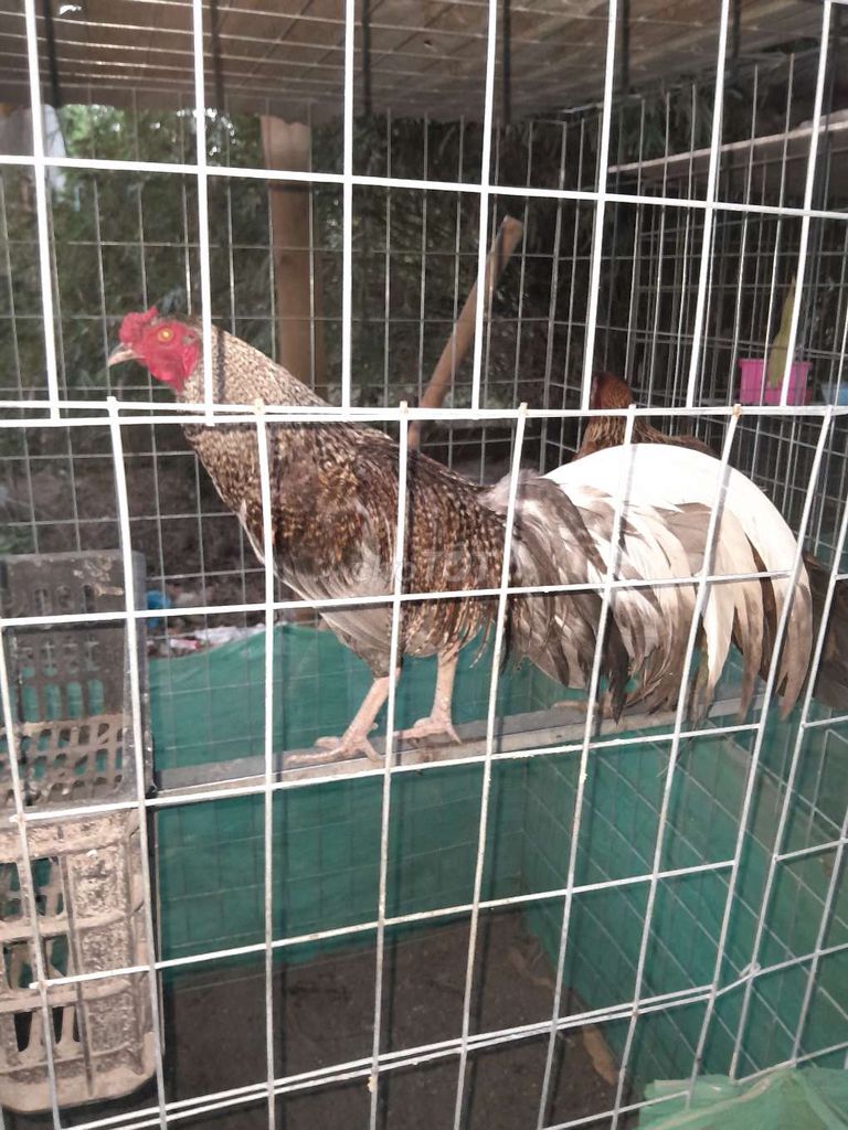 Cú 2k1 .còn lên . - 130018791