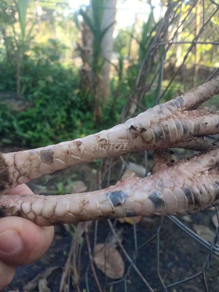 Cú 2k3 50 - 130020938