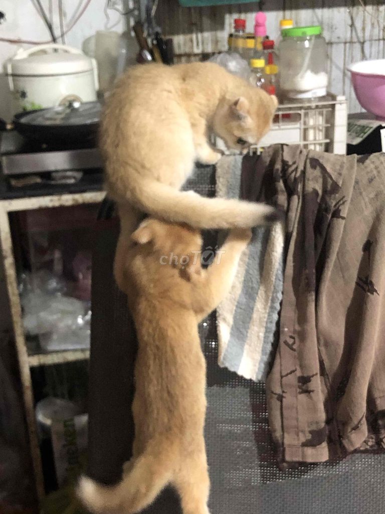 Mèo Anh lông ngắn Golden Ny 12 75 ngày tuổi - 130119645