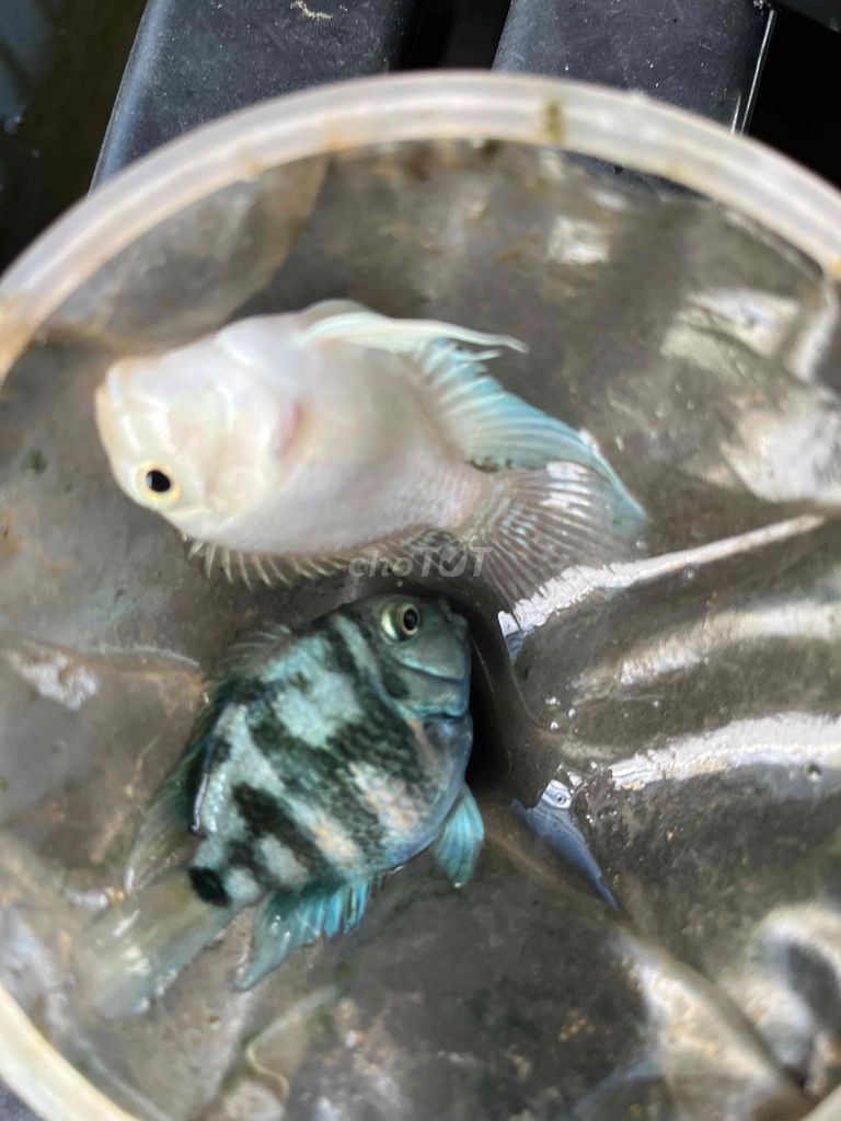 2 cặp cá két nuôi sinh sản - 128763538