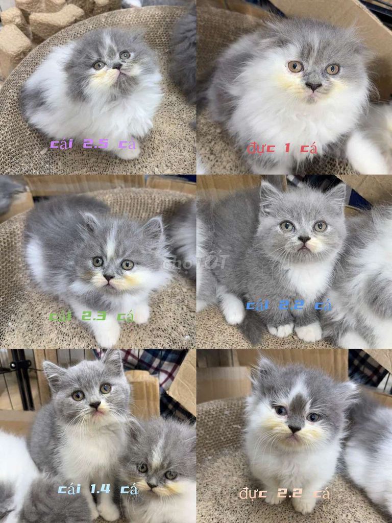 Mèo anh xám trắng 2 tháng - 129959241