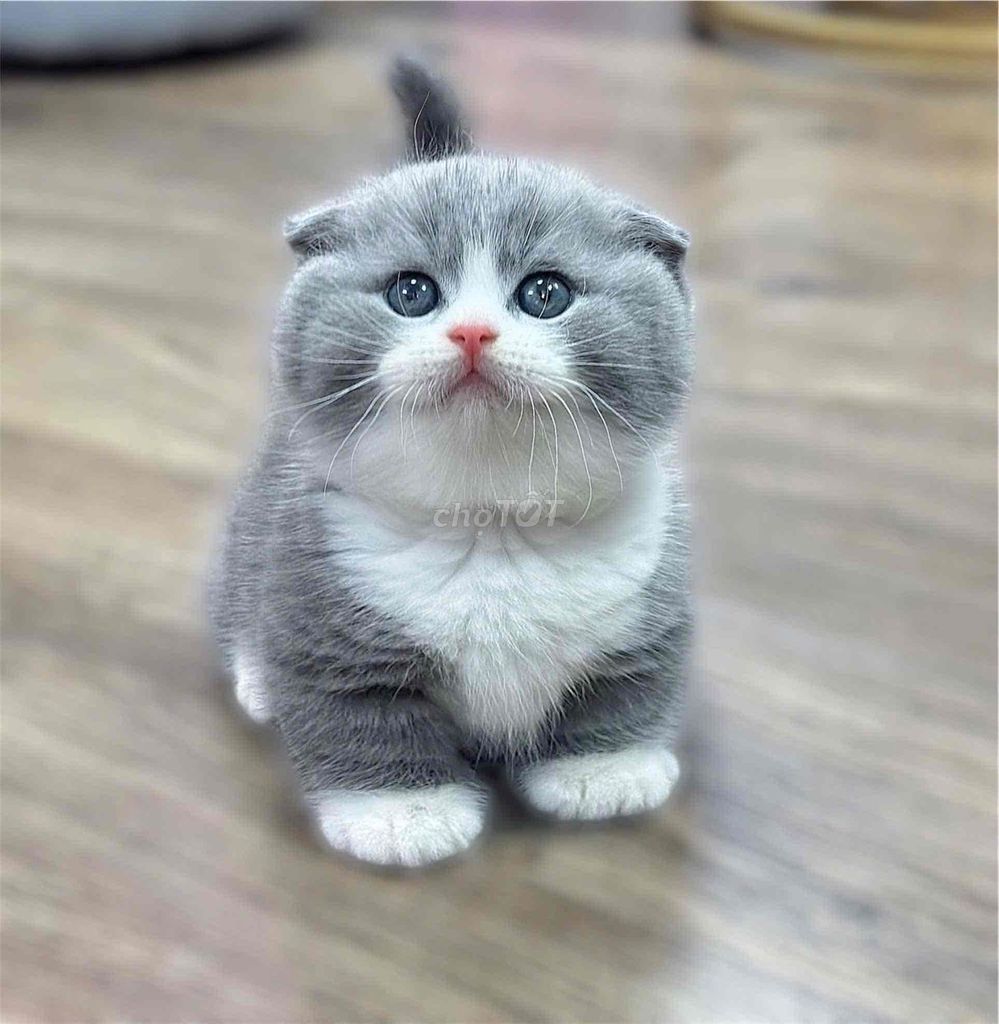 Mèo Munchkin Bicolor chân ngắn tai cụp - 130417228