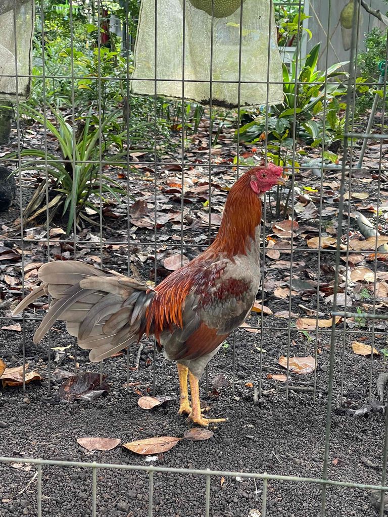 ga tre siu Mỹ 1,3kg - 128611958