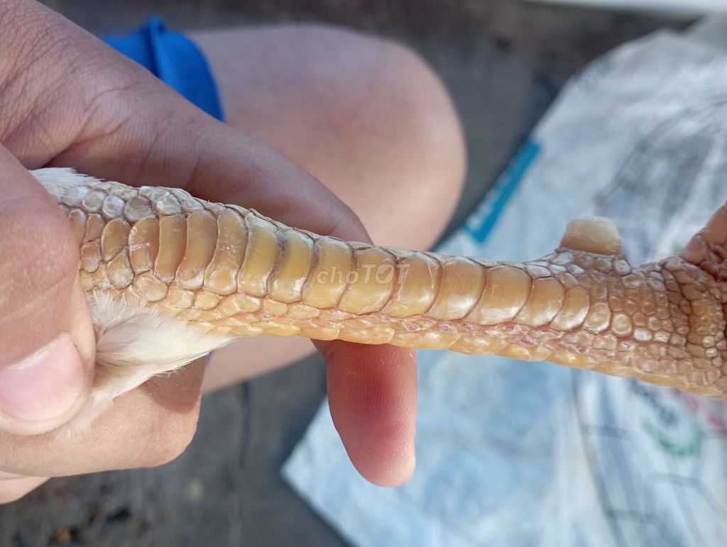 Gà Trắng 3.2kg - 129963829