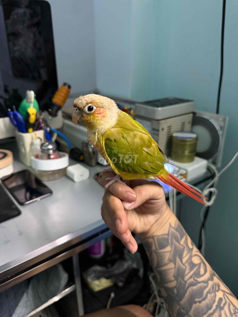 Chim Vẹt Green Cheek Xanh lá - 130029201