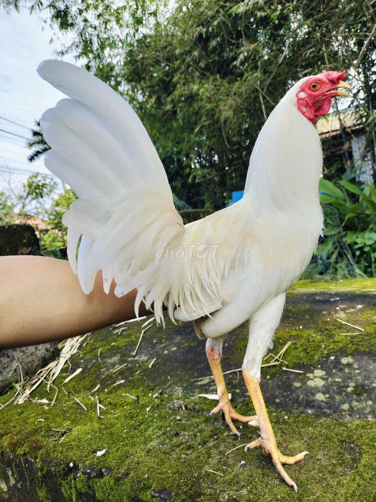 Trẻ bướm Mỹ 1kg2 - 128812208