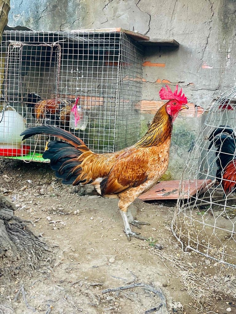 mã lai 3kg - 130048477