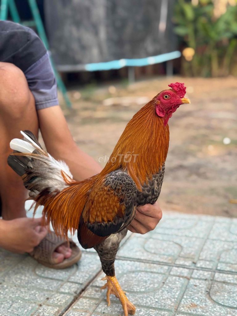 Gà cú chơi liền - 130045420