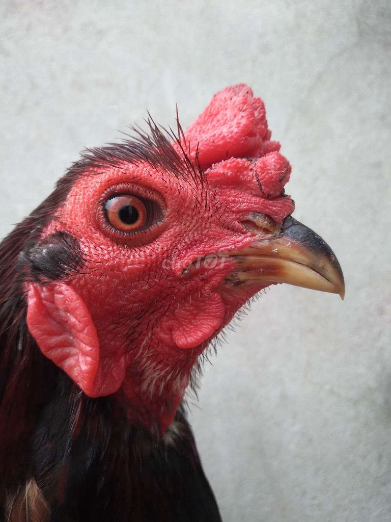 Điều chân xanh 2kg6 - 128801844