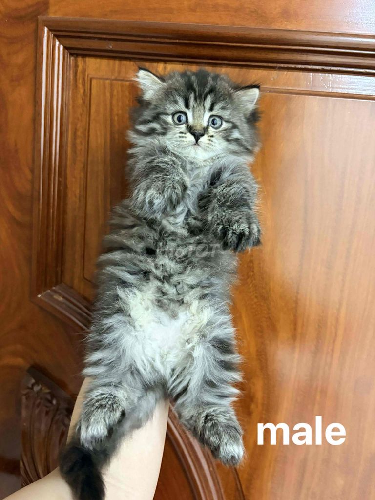 Mèo British Longhair cái 1.5 tháng - 129907677