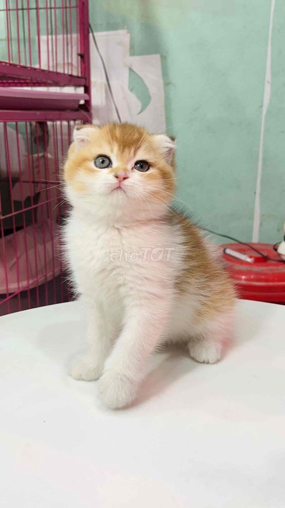 Bi Golden tai cụp, cái - 130292859