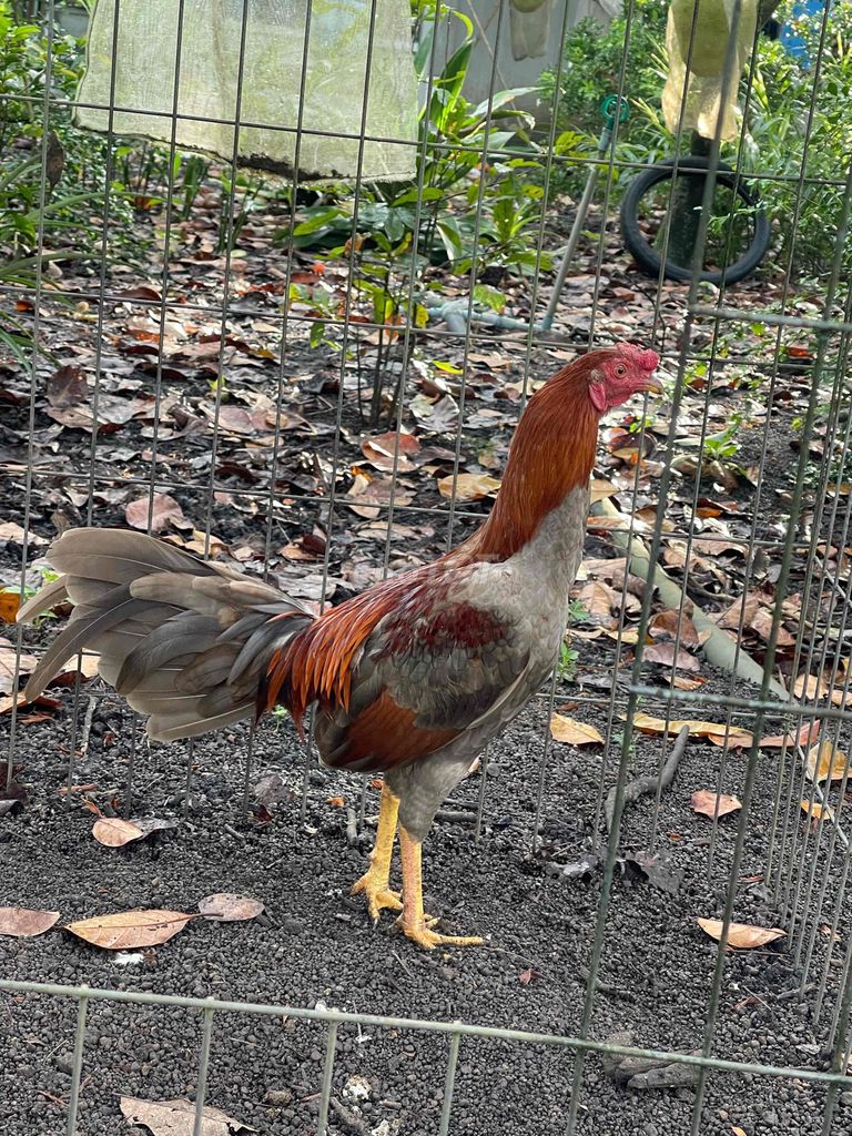 ga tre siu Mỹ 1,3kg - 128611958