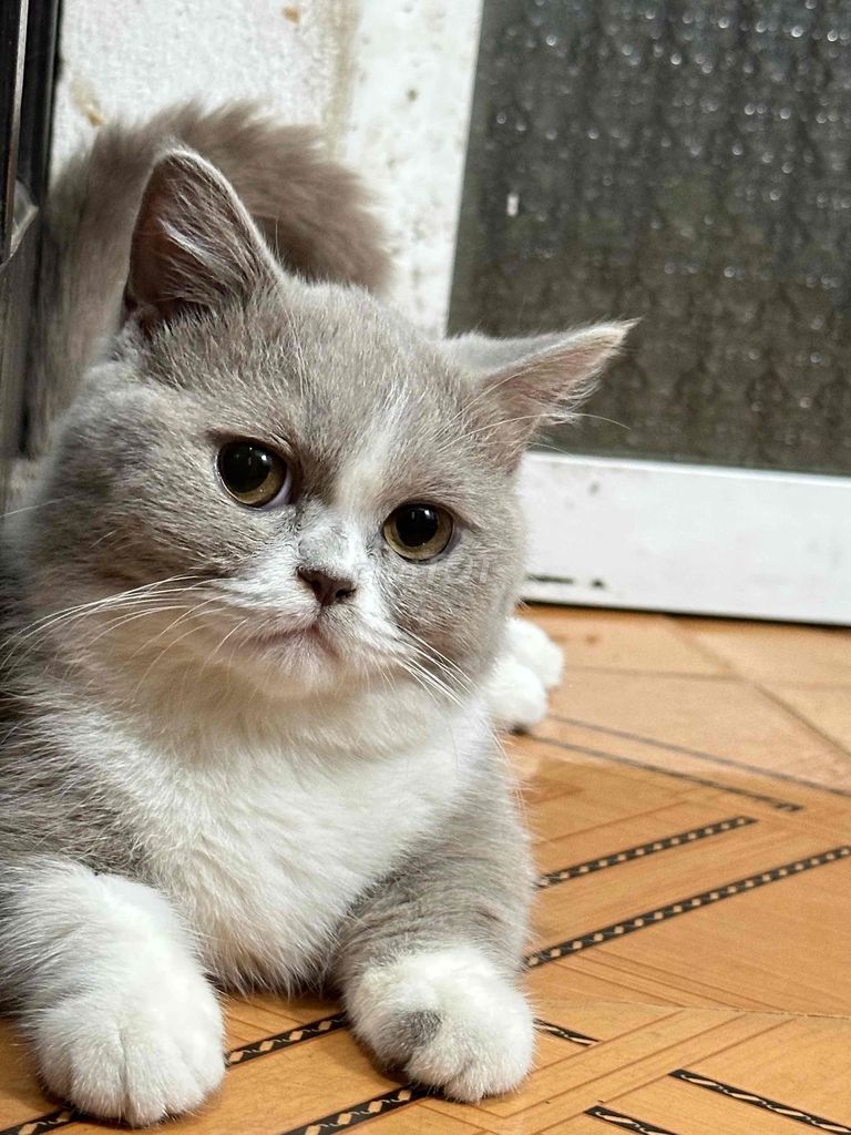 Mèo Munchkin chân ngắn - 130336860