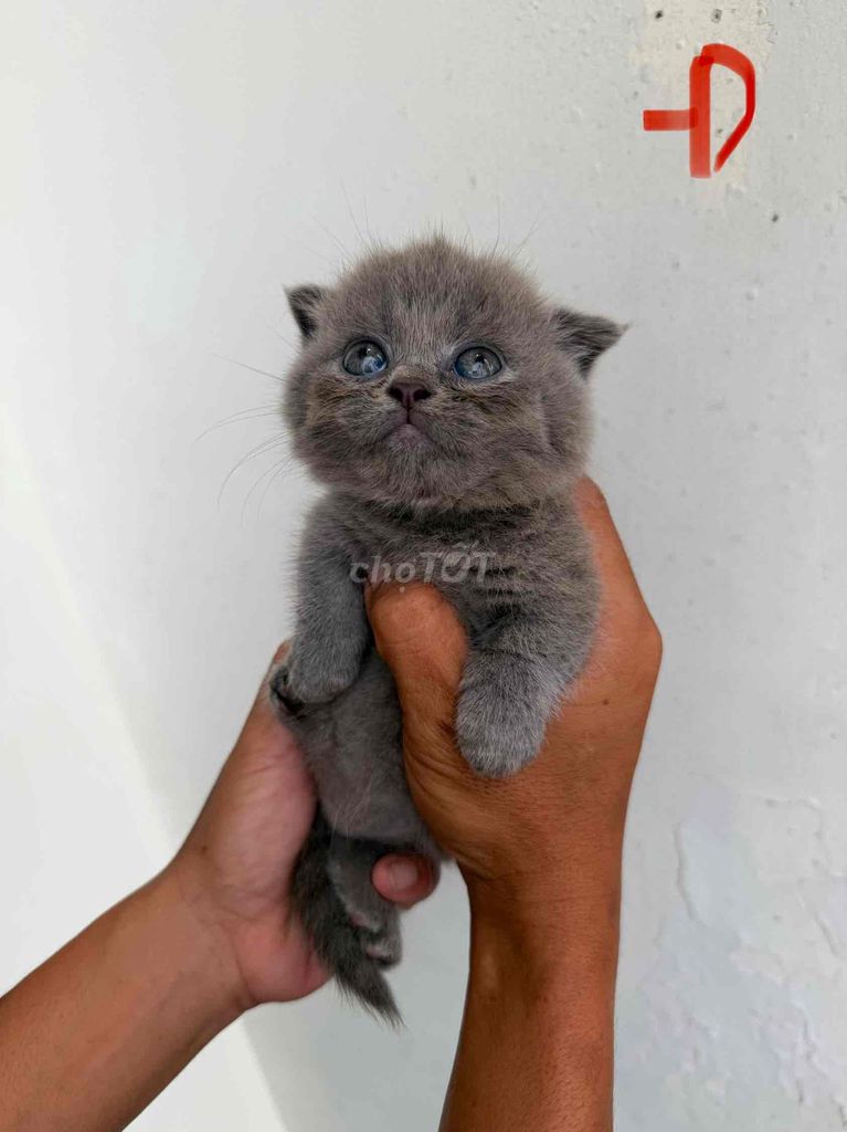 Mèo Anh Lông Ngắn Chân Lùn Siêu Đáng Yêu - 130483389