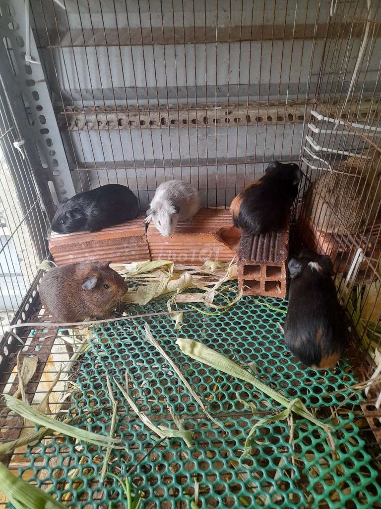 Bọ ú - chuột lang Coronet Aby Ame tại Sài Gòn! - 112735064