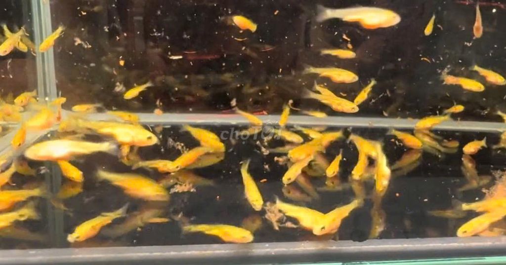 Cá chép phi tần bột, gen loang hoa anh đào vip - 130457245