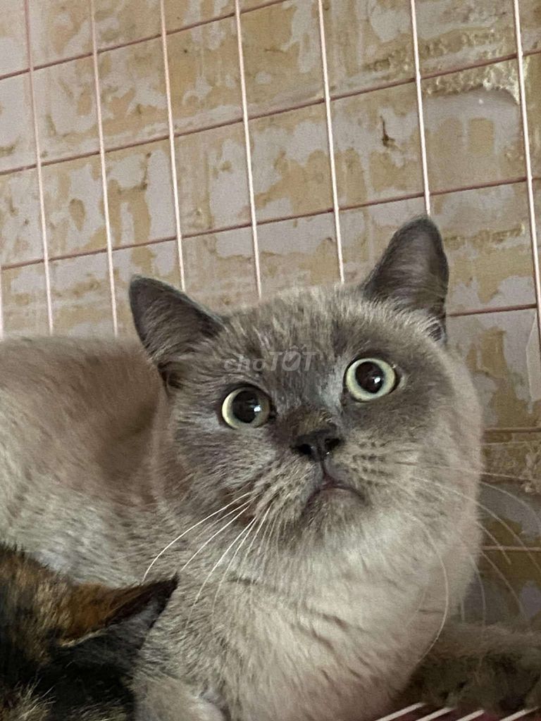 Mèo Anh lông ngắn đực hyma 10 tháng - 130448827