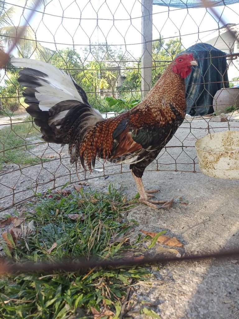 Gà cú lửa lai 2.4-2.5kg gà lai nặng nhanh chơi - 130032572