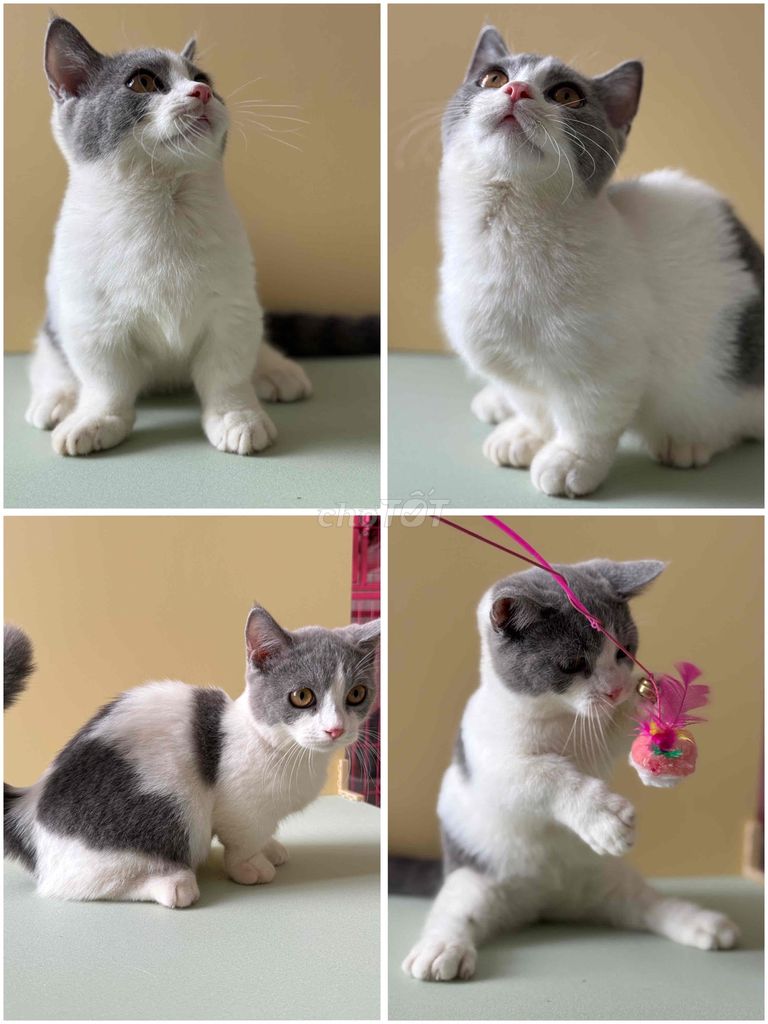 Mèo Munchkin BICOLOR XÁM ĐỰC 3.5 tháng đã tiêm - 129212217