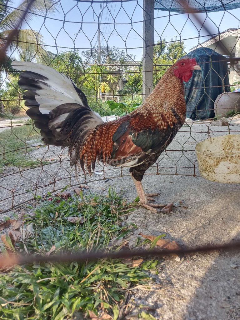 Gà cú lửa lai 2.4-2.5kg gà lai nặng nhanh chơi - 130032572