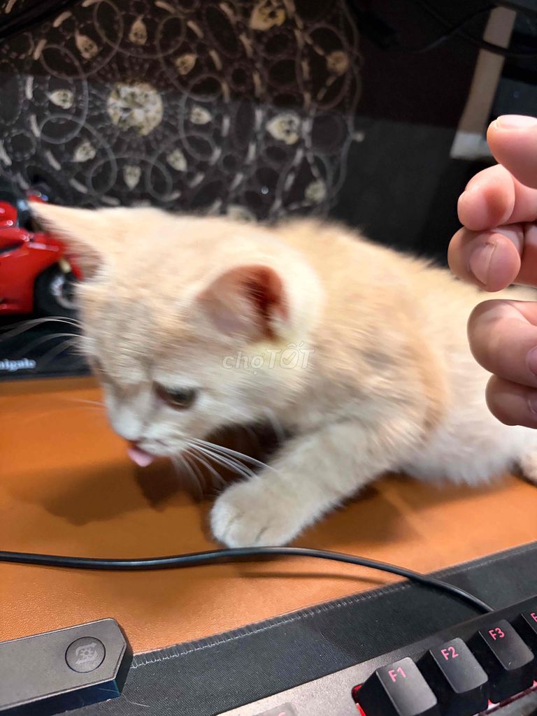 Mèo Kem - 129434339