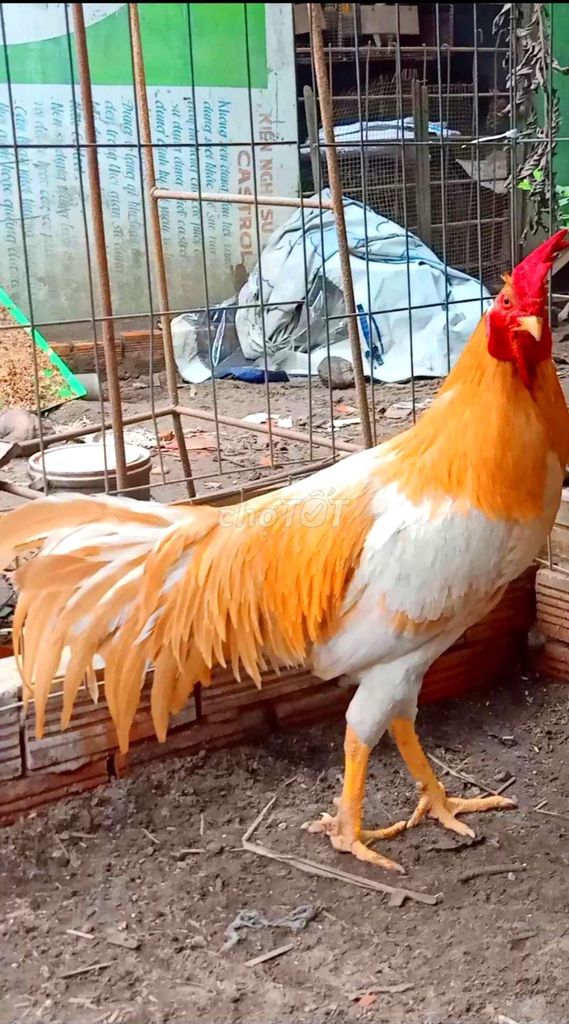 Khét Sữa Thái Mỹ tơ 3kg3 - 129951086