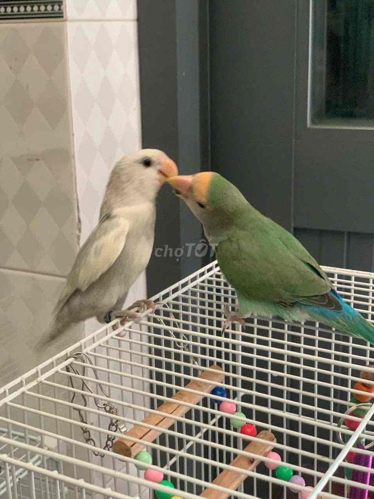 Chim Vẹt Lovebird non - 130108727