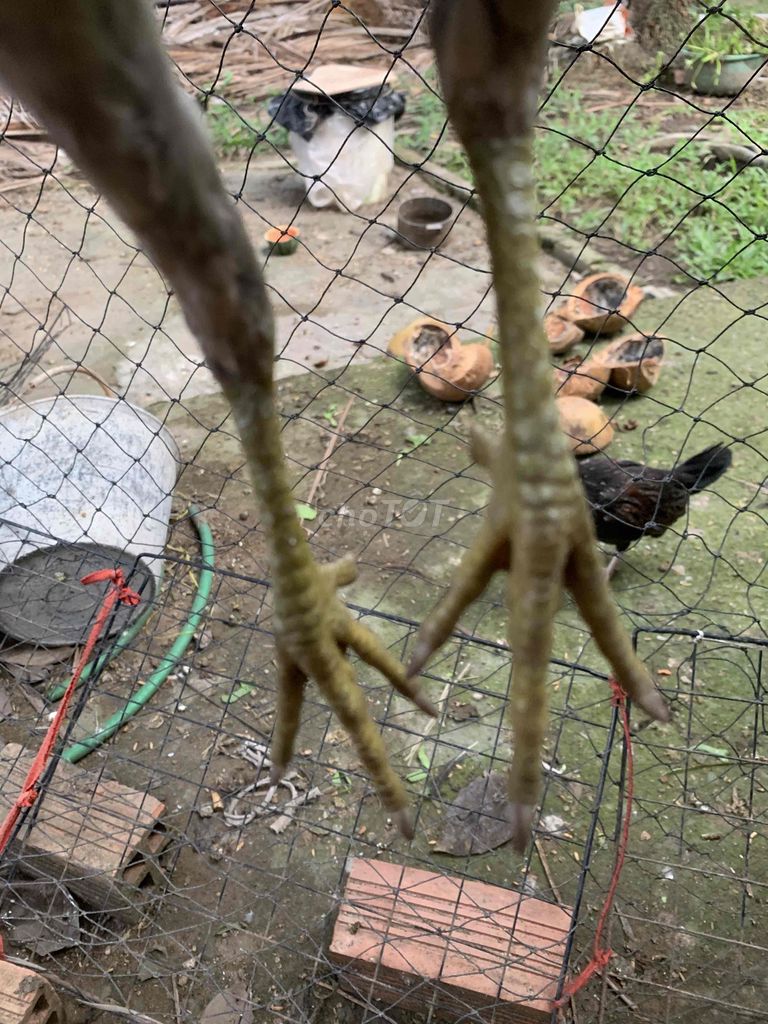 mái chuối gery hatch - 130125310