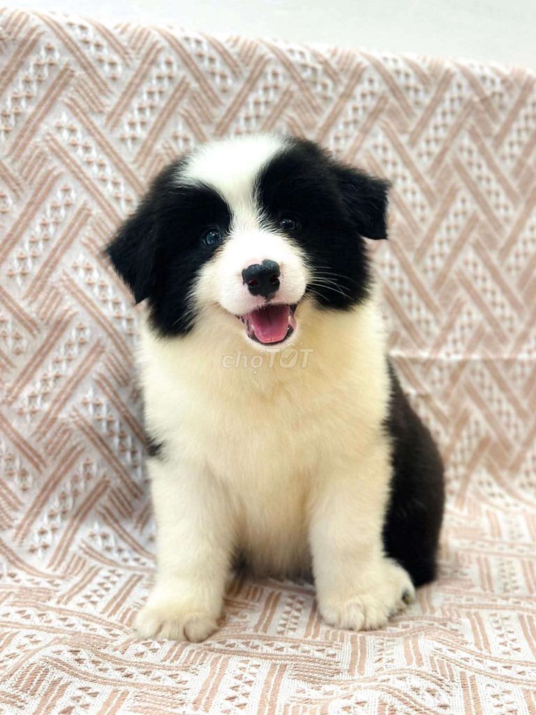 Chó boder collie đen trắng - 128449384