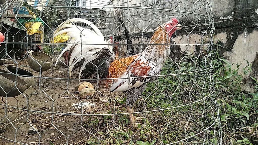 Cú Bông 3,9 Kg Chân Vuông - 130018776