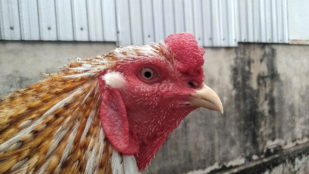 Cú Bông 3,9 Kg Chân Vuông - 130018776