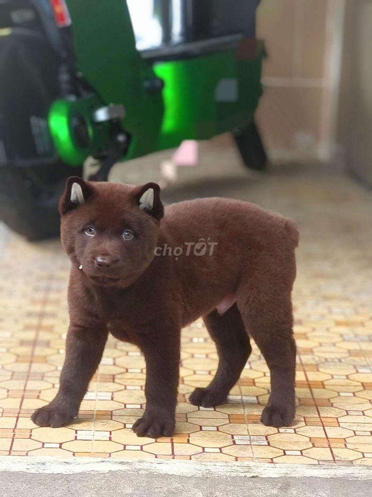 Chó Mông Cộc Nâu Socola Đẹp + Lưỡi Đốm Chuẩn Giống - 130227445