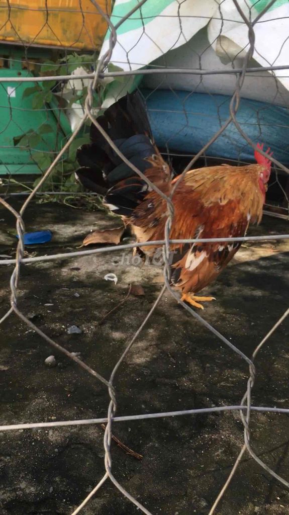 mình lên e gà kiểng hiện 3lang8 - 129088595