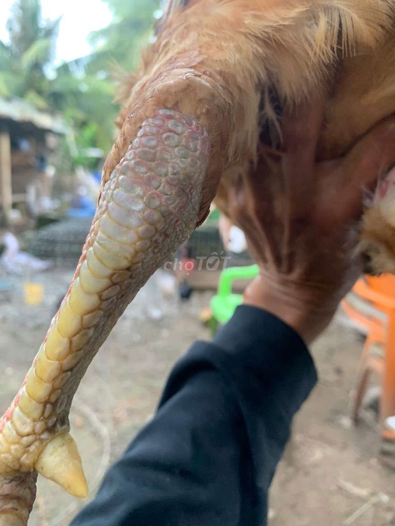 Sám vàng 3,4 k - 128102660