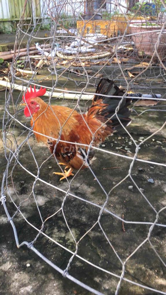 mình lên e gà kiểng hiện 3lang8 - 129088595