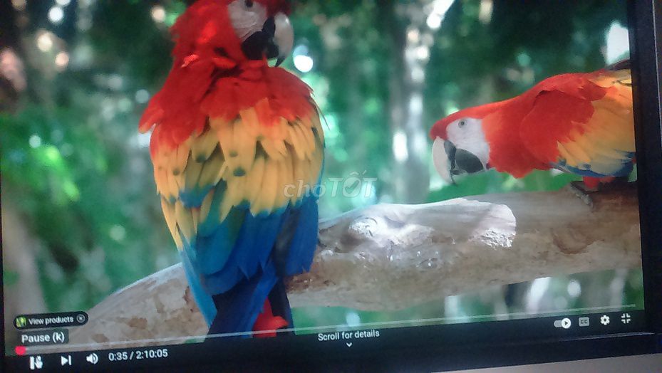 Dell Monitor Pro P2210 22.1" 1680 x 1050 LED Back - 130451078