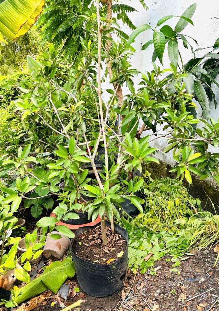 Sapuche cây lớn khoẻ đẹp đang bông trái - 125772026