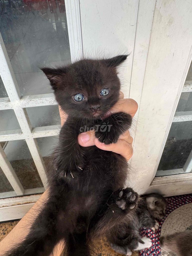 tuyển Sen mới cho các bé mèo anh chân ngắn - 129036051