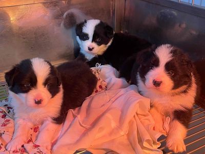 Mua bán 18 chó Collie thông minh giá rẻ 04/2026