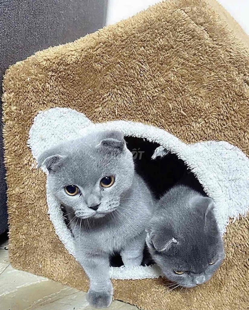 mèo anh lông ngắn chân ngắn - 130254954