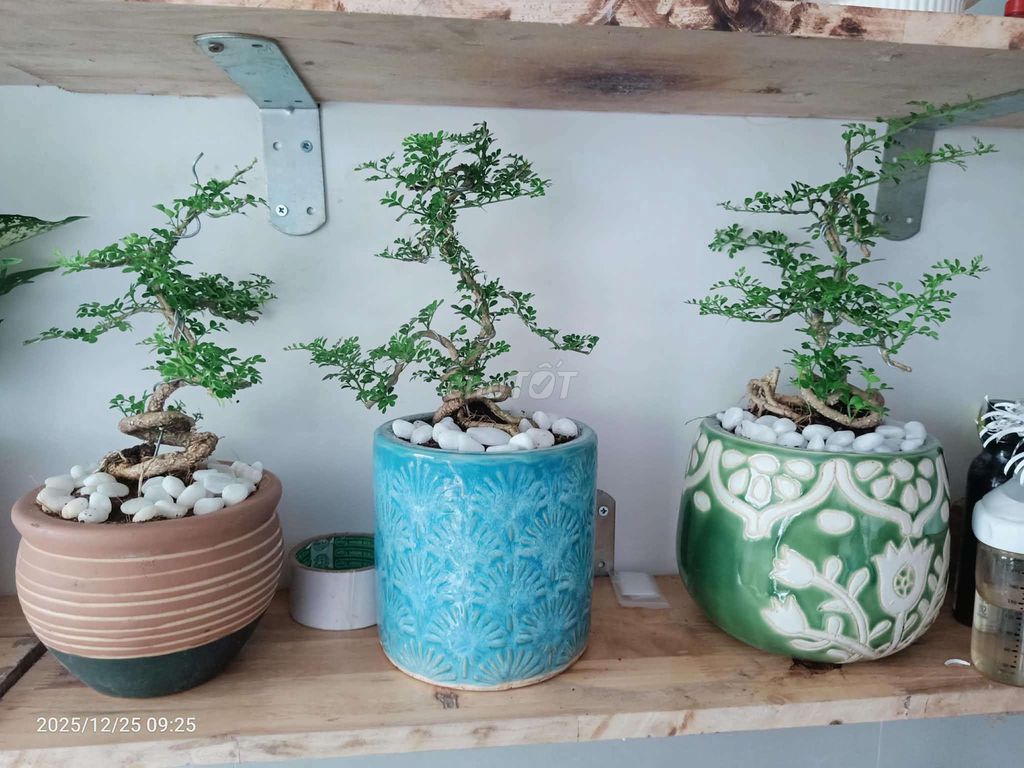 Bonsai Cần thăng 3 chậu Gốm sứ - 129891595